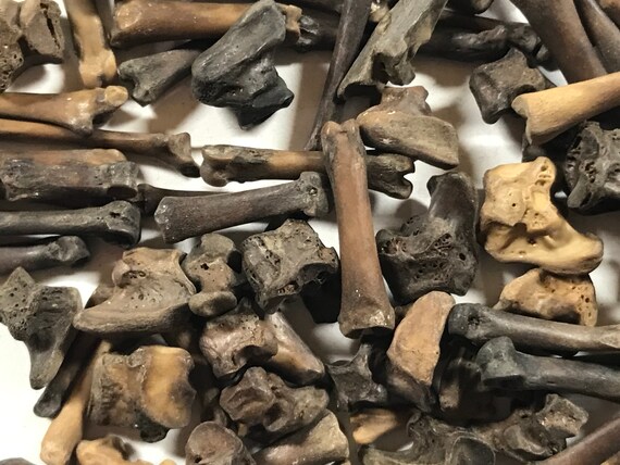 Small Antiqued Rabbit and Muskrat Mixed Bones Real Bones | Etsy