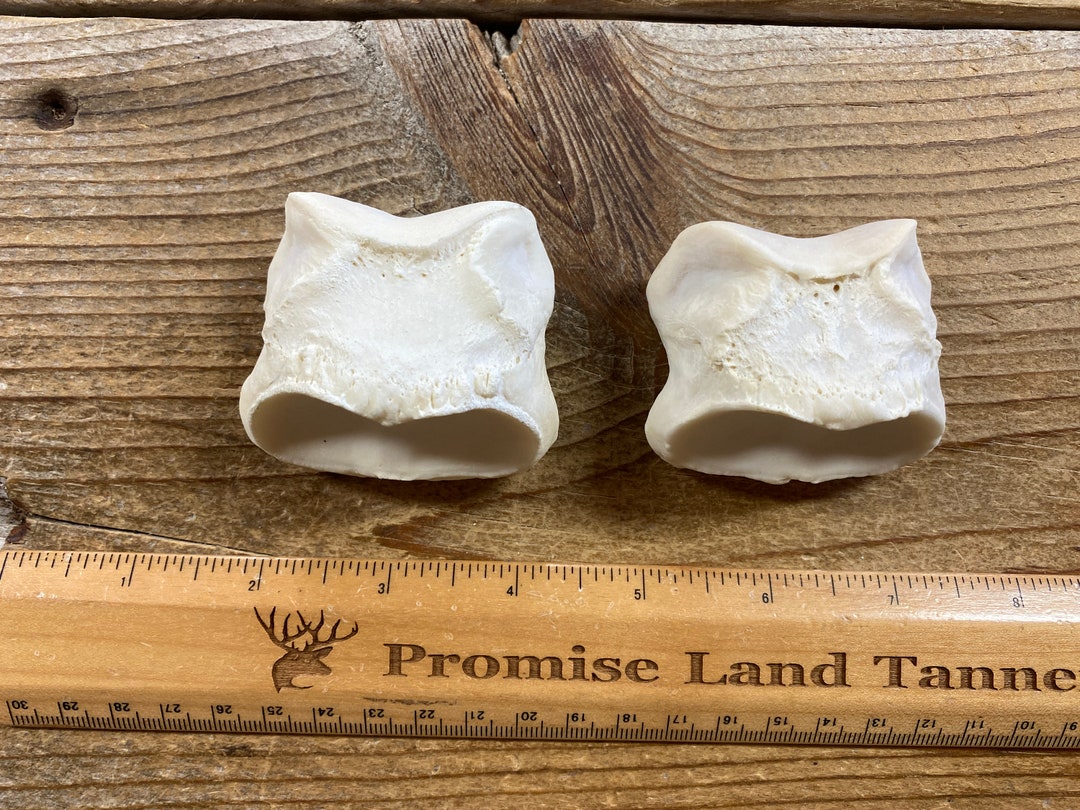 Horse Short Pastern Bones - Real Bone - Lot No. 220921-Z - Etsy