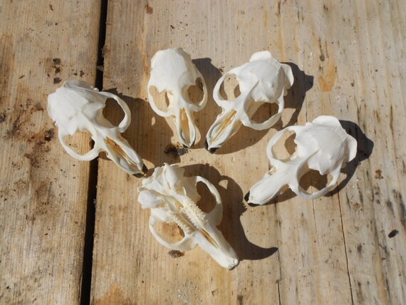 A Quality Muskrat Skull Upper Half Only 1 Piece Stock | Etsy