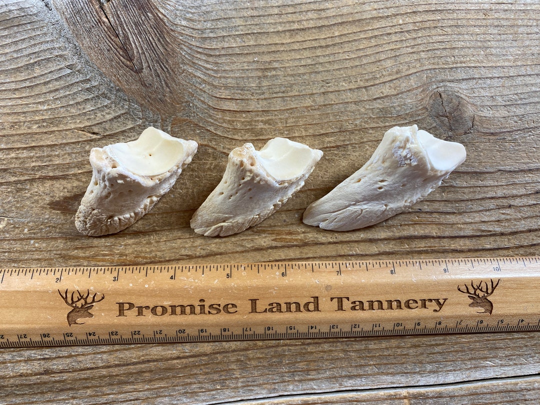 Cow Toe Bones - Real Bones - Lot No. 210703-O - Etsy