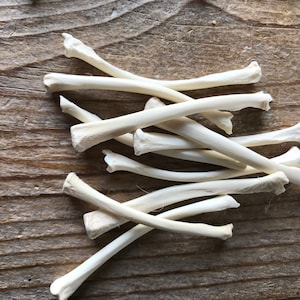 Bag of 10 Domestic Rabbit Radius Bones - Real Bones - Stock No. 1-13 - Etsy