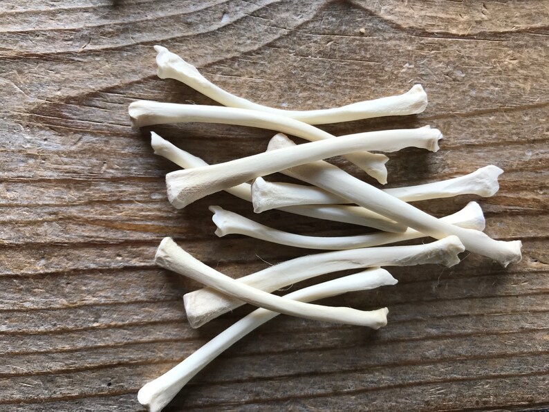 Bag of 10 Domestic Rabbit Radius Bones Real Bones Stock | Etsy