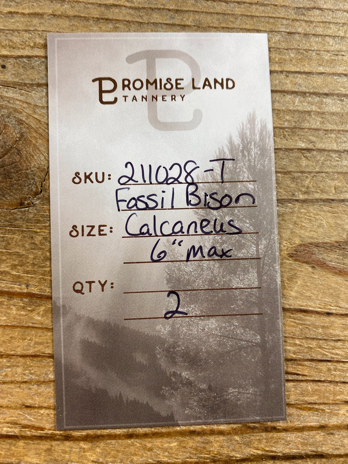 Lot of 2 Fossil Bison Calcaneus Bones Nebraska Lot No. | Etsy