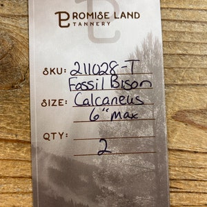 Lot of 2 Fossil Bison Calcaneus Bones - Nebraska - Lot No. 211028-T - Etsy