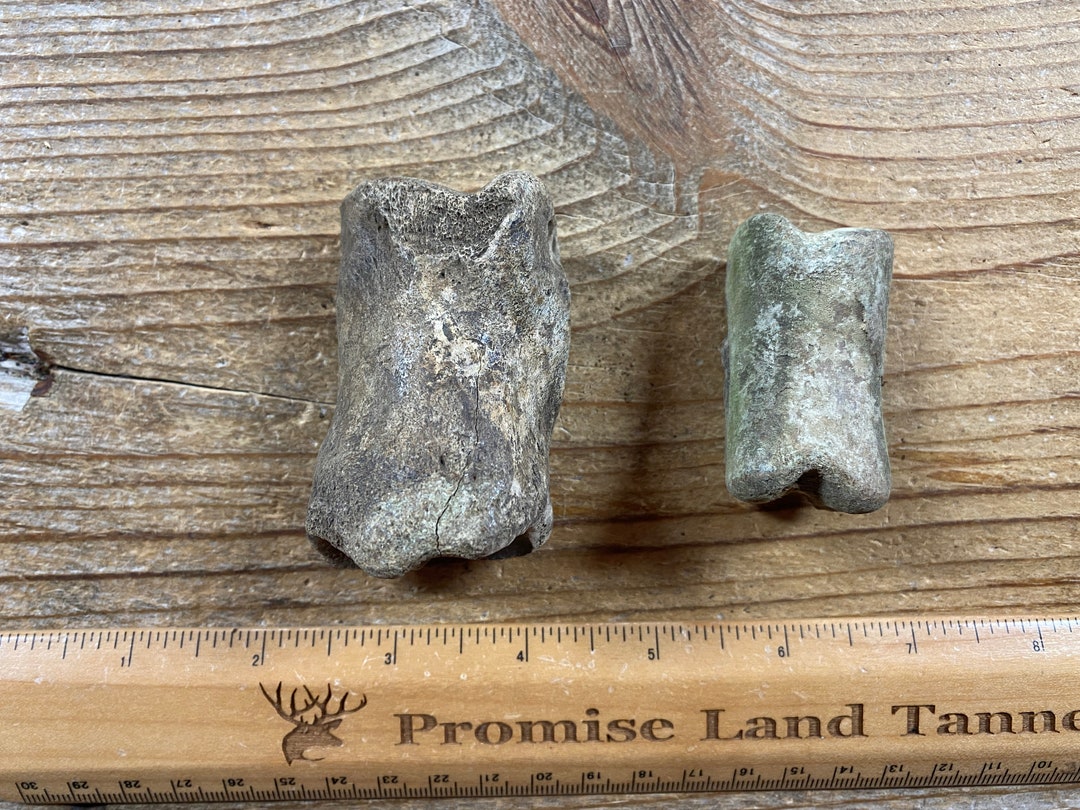 Lot of 2 Fossil Bison Toe Bones - Nebraska - Lot No. 211028-X - Etsy