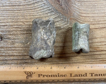 Lot of 4 Fossil Bison Toe Bones Nebraska Lot No. 190714-UU - Etsy
