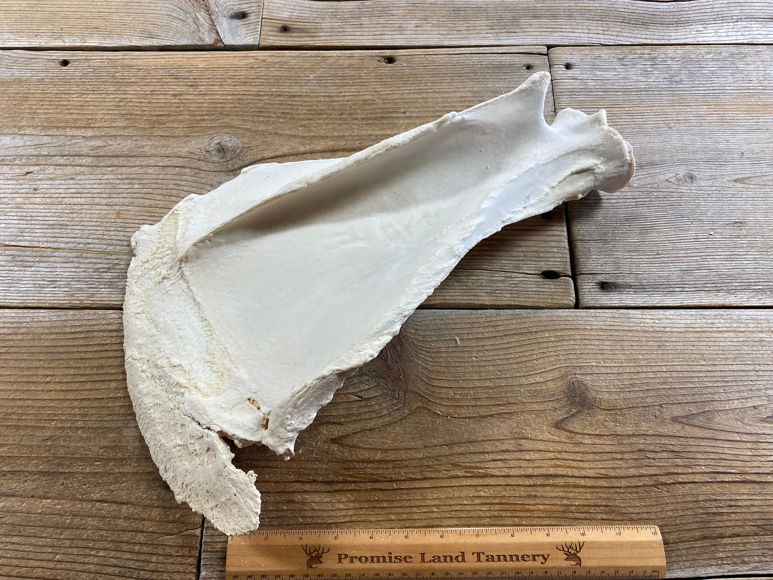 Real Scapula Bone
