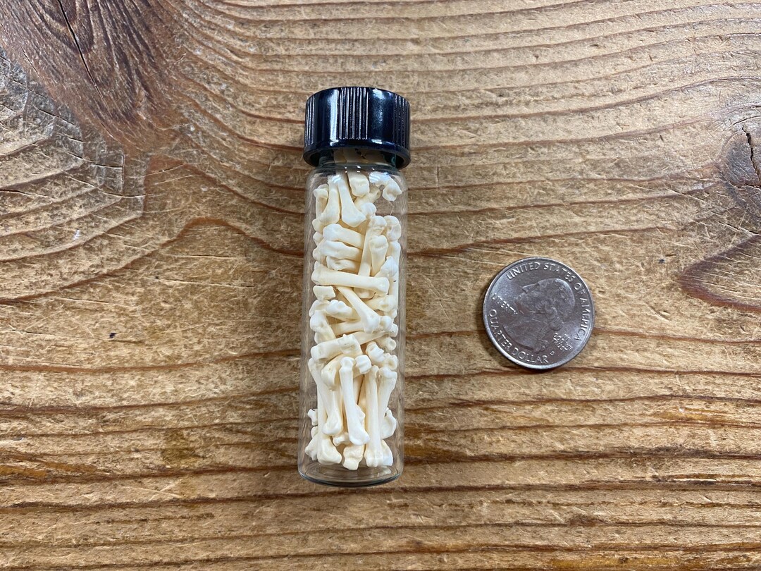 Vial of Rabbit Paw Bones - Real Bones - Lot No. 240425-BBB - Etsy