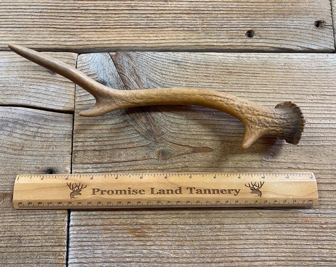 Sika Deer Antler - Exotic Antler - 3 Point - Lot No. 250709-NN - Etsy
