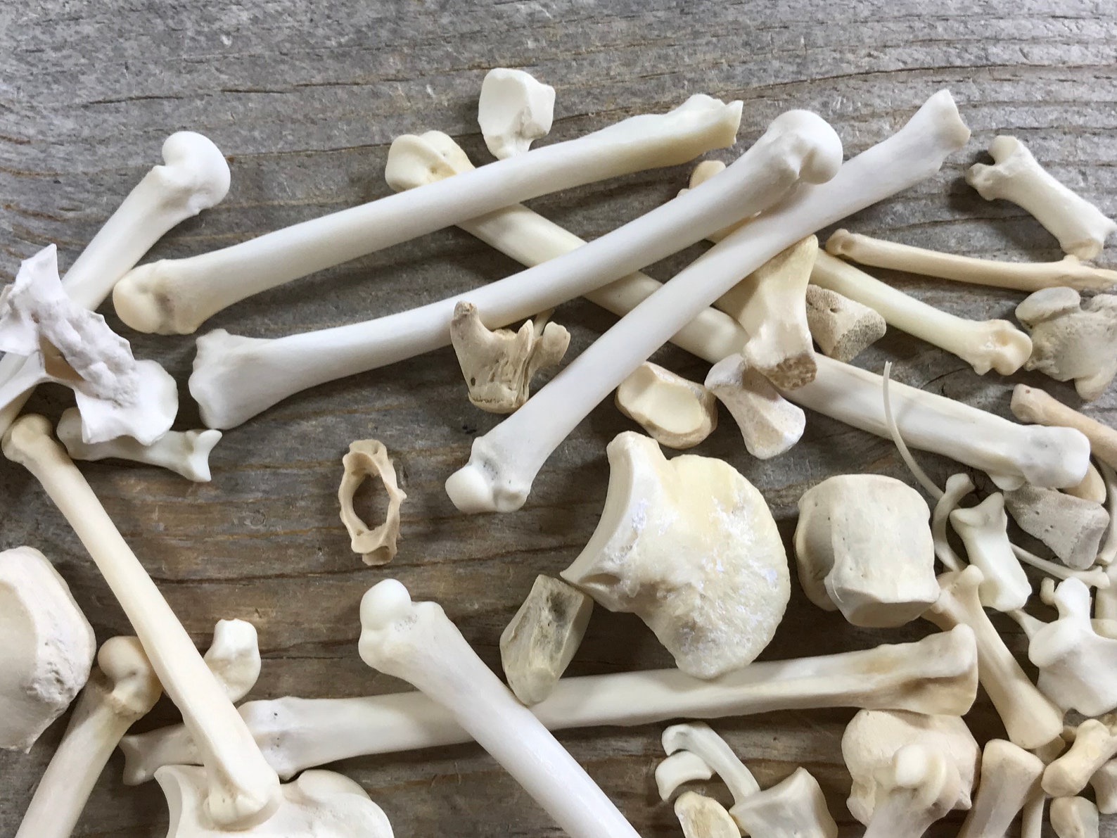 Little Bones Crafters Mixed Bag 40 Pieces Stock No. 1-89 - Etsy