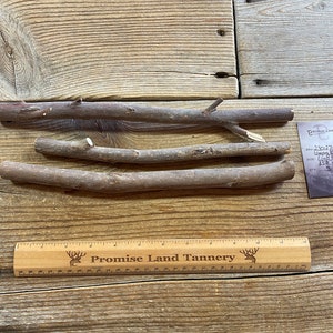 Weeping Willow Limb Wood 3 Pieces Medium Diameter Twigs and Sticks Lot ...