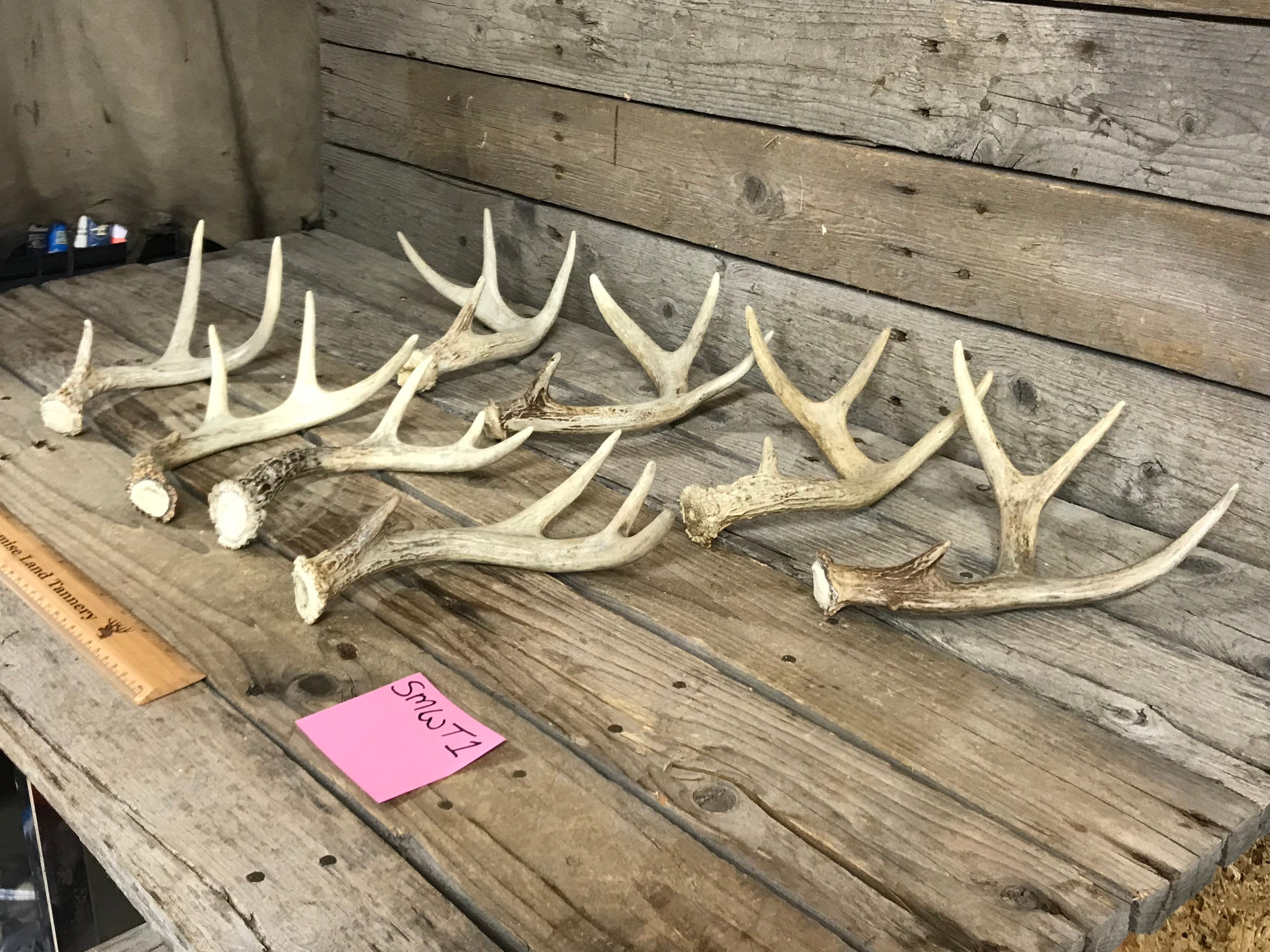 Small Deer Antler - 3-4 Point Shed - Whitetail Deer - 1 Antler - Stock ...