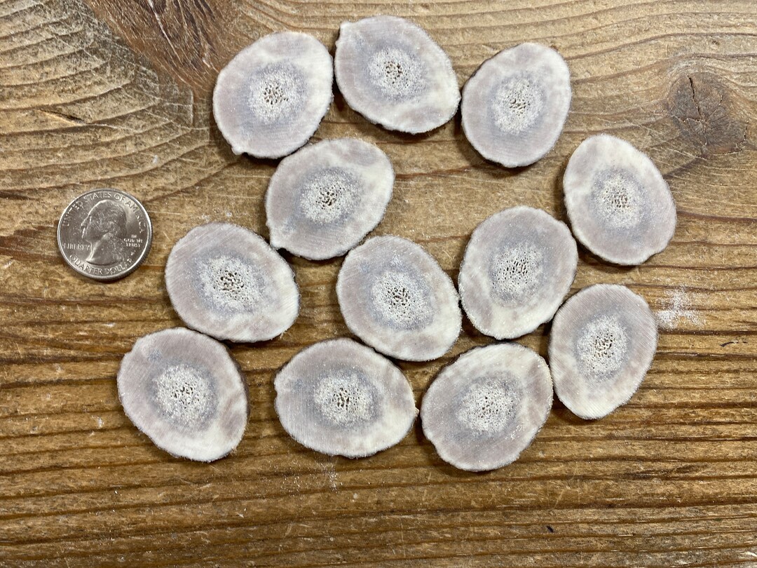 Lot of Elk Antler Slices - 12 Matching Ultra-thin Cut Slices - Extra ...