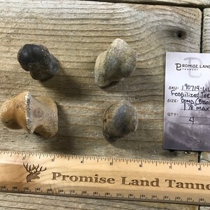 Lot of 4 Fossil Bison Toe Bones Nebraska Lot No. 190714-UU - Etsy
