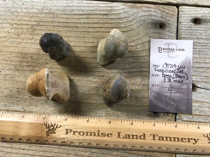 Lot of 4 Fossil Bison Toe Bones Nebraska Lot No. 190714-UU - Etsy