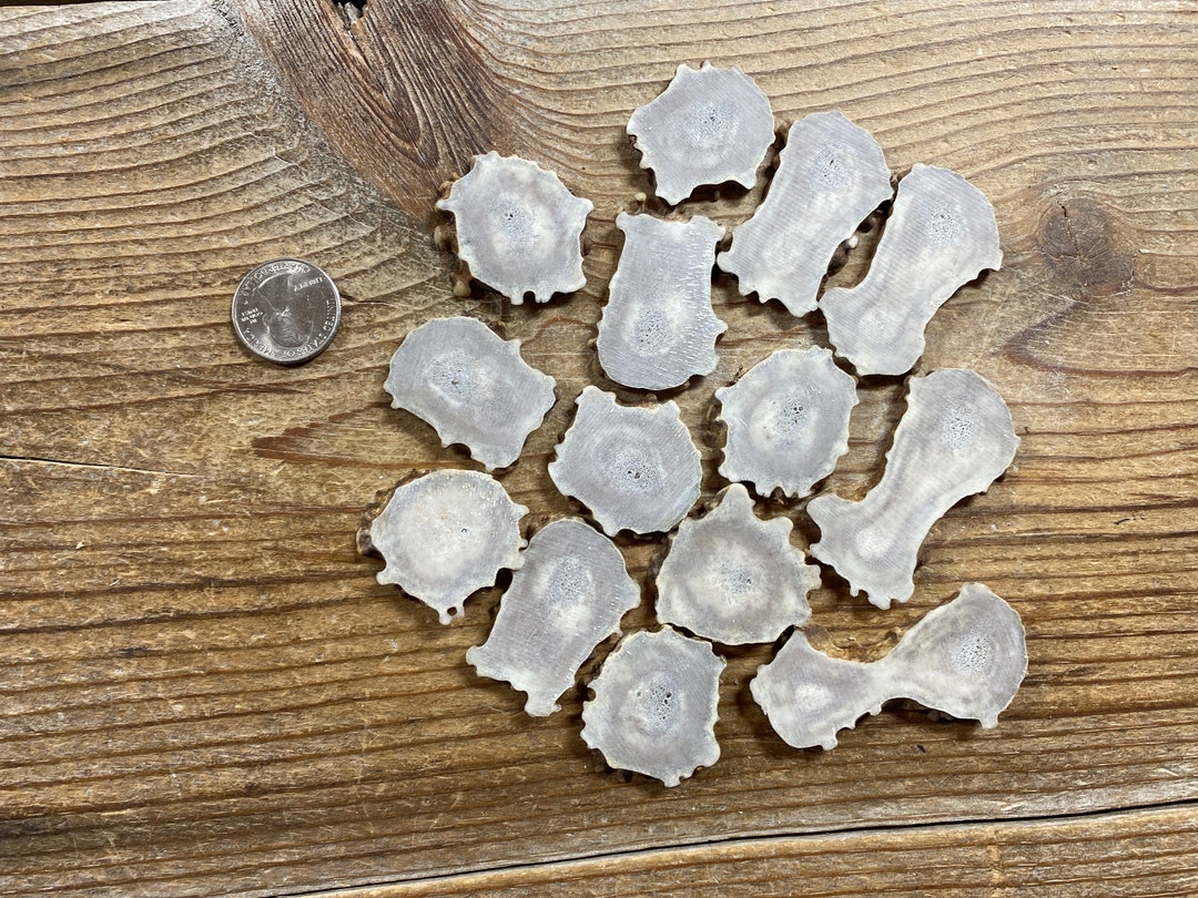 Lot of Deer Antler Slices - 14 Extra Large-jumbo Matching Pieces - Lot ...