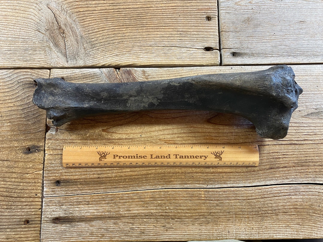 Fossil Bison Tibia Bone - Nebraska - Lot No. 221203-O - Etsy