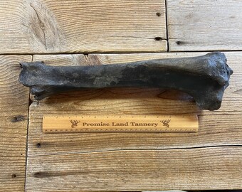 Fossil Bison Thoracic Vertebra Bone Nebraska Lot No. 200510-VVV - Etsy