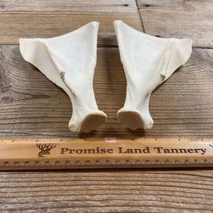 Goat Bones Pair of Scapula Bones Real Bones Lot No. 230921-DDD - Etsy