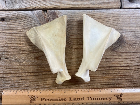 Goat Scapula Bones Real Bones Lot No. 211012-Y | Etsy