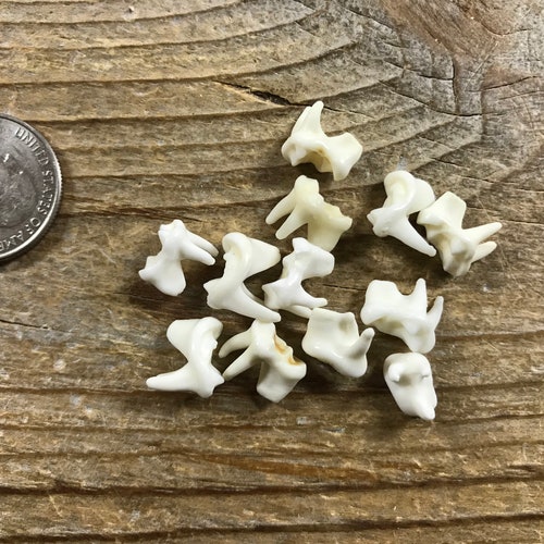 Real Muskrat Teeth Assorted 20 Pieces Stock No 1-103 | Etsy