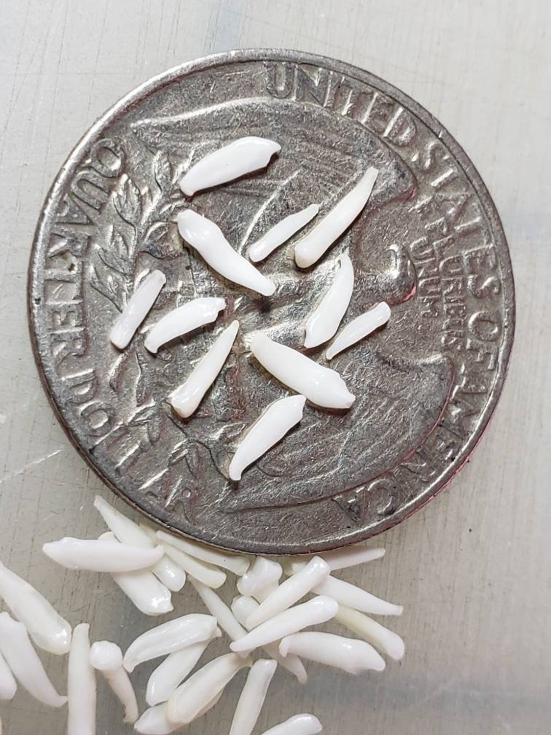 Real Mink Teeth - Assorted Single Rooted - 30 Pieces in a Vial- Stock ...