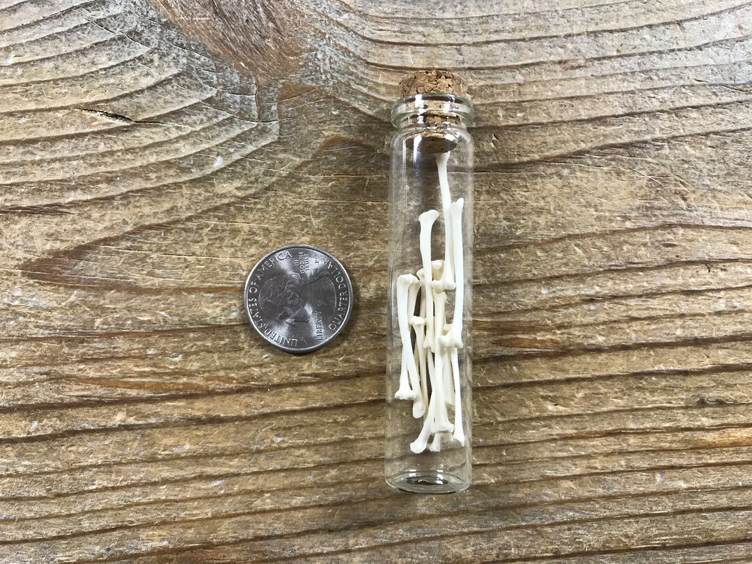Corked Vial Filled With Short Tailed Weasel Tibia Lot No. - Etsy