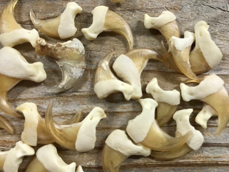 Real Bobcat Claws - Natural Finish - Bag of 10 Pieces - Stock No. 1-48 ...