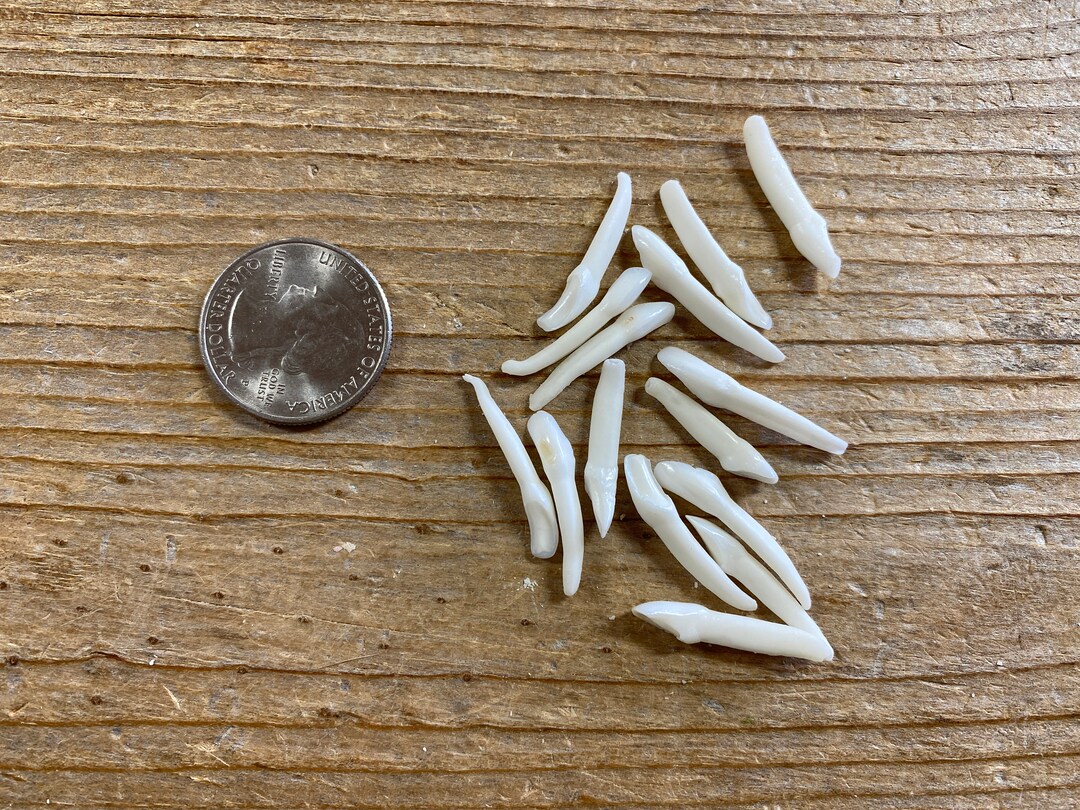 Mule Deer Incisors Real Animal Teeth 15 Pieces Lot No. 220220-YY - Etsy