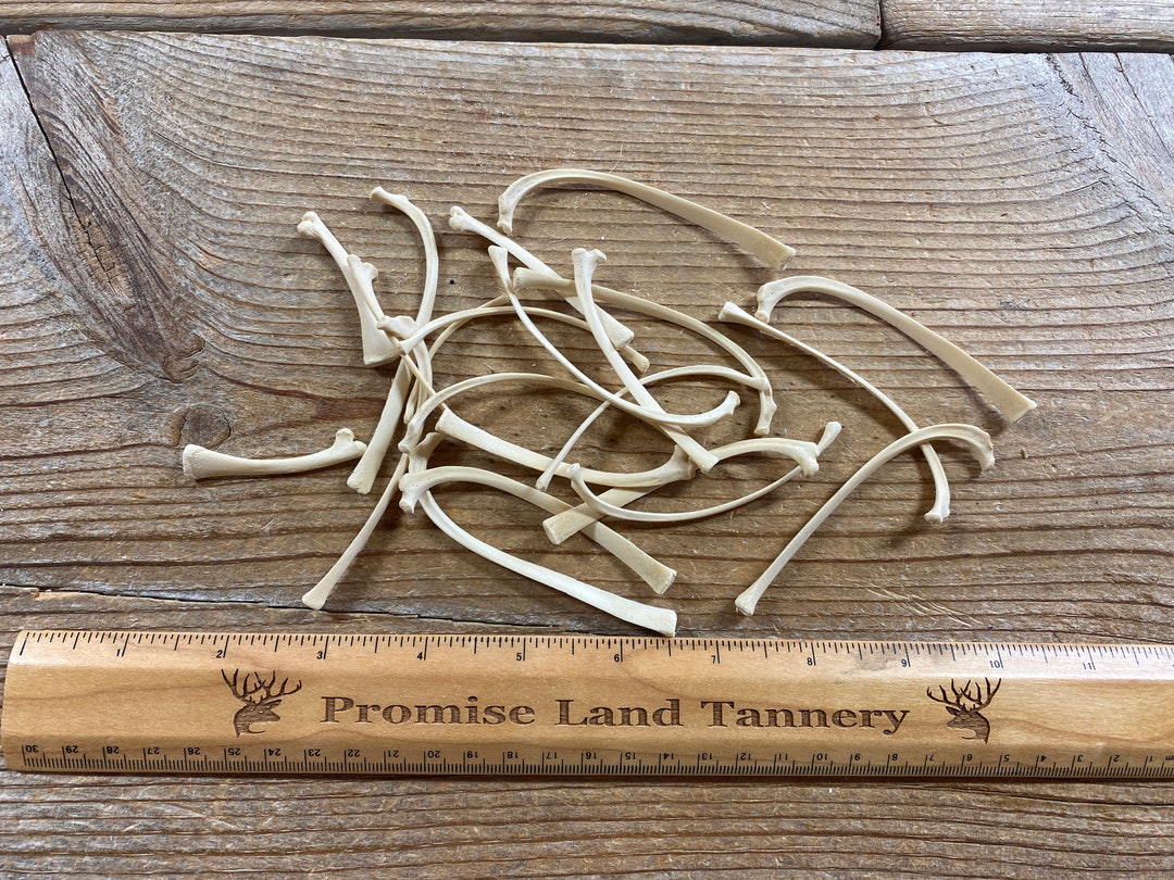 Jewelry Assortment of Stillborn Lamb Rib Bones - Real Bones - Lot No ...