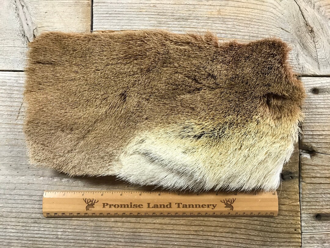 Pronghorn Antelope Hide Fur Piece 6 X 12 Inch Piece Lot No. 200101-OO ...