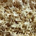 Cleaned Coyote Radius Bones Leg Bones Real Bones 4 Assorted Pieces ...