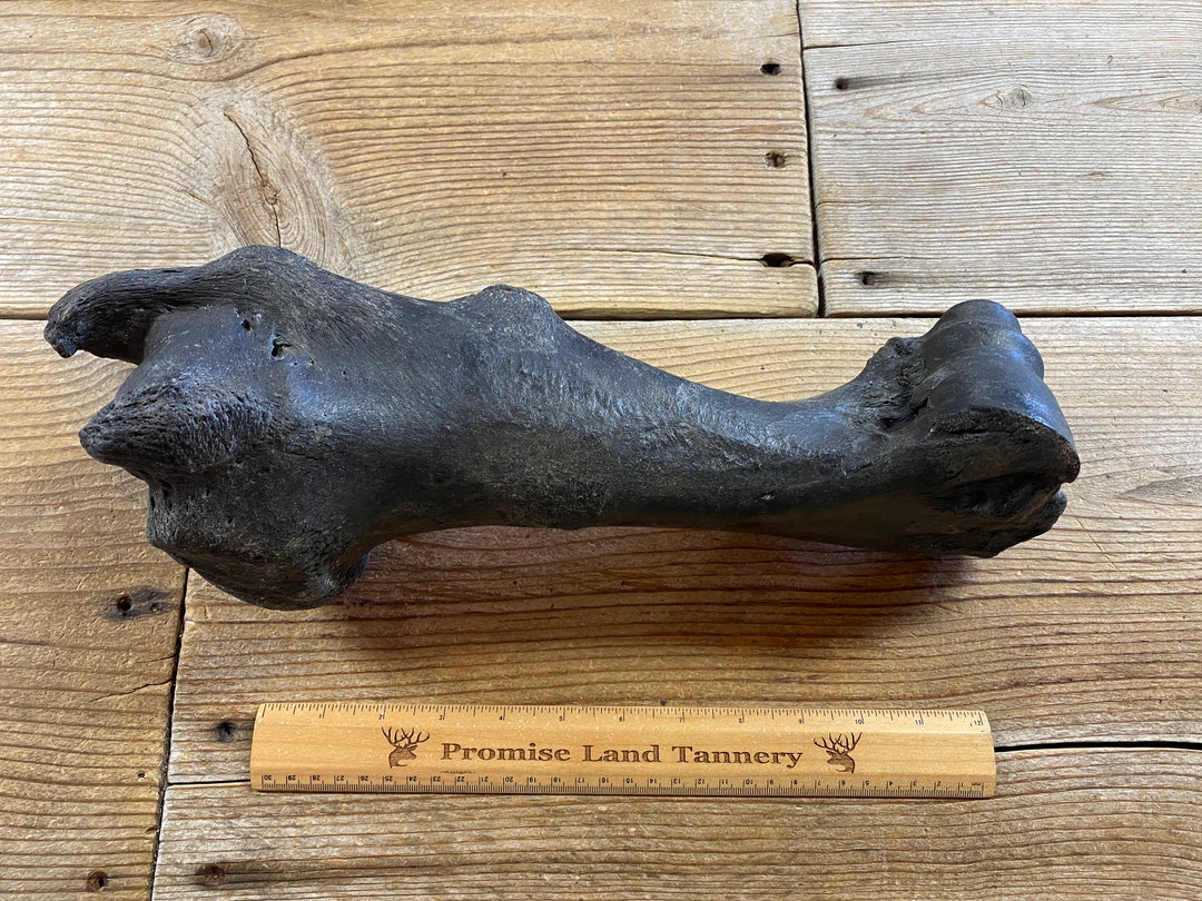 Fossil Bison Humerus Bone - Nebraska - Lot No. 221203-G - Etsy