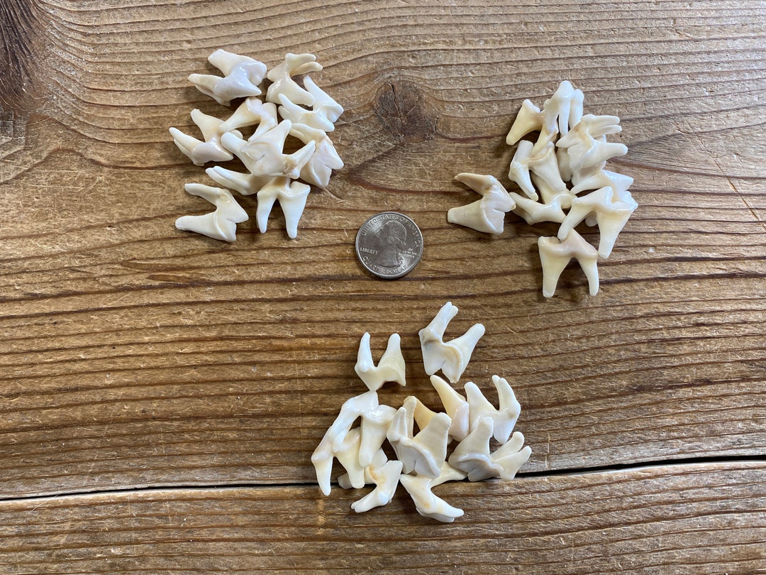 Real Coyote Teeth Upper Fourth Premolar Bag of 10 Stock No. 1-214 - Etsy