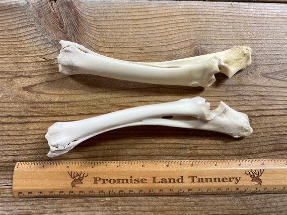 Goat Radius Ulna Bones Pair of Bones Real Bones Lot No. - Etsy