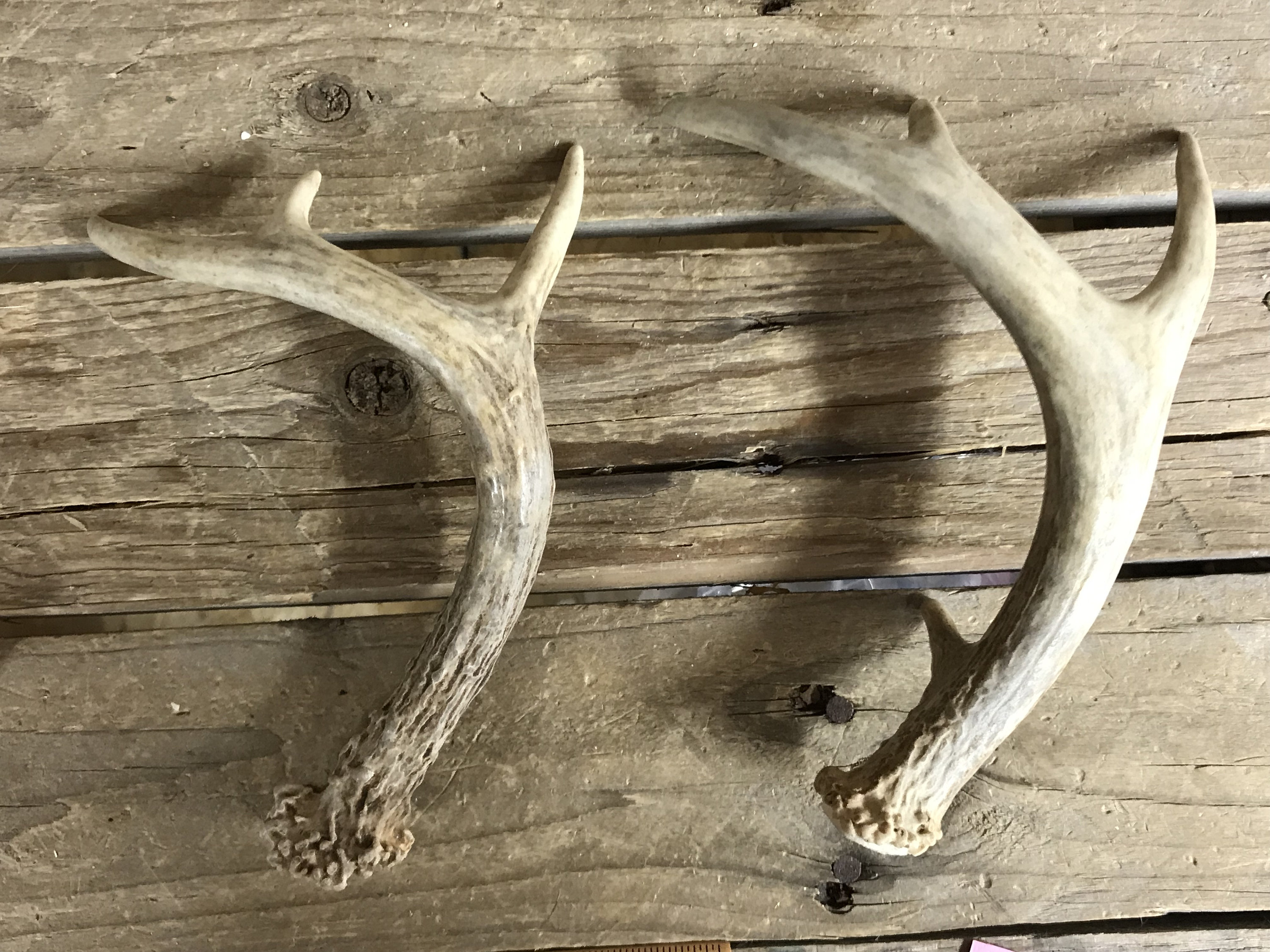 Small Deer Antler - 3-4 Point Shed - Whitetail Deer - 1 Antler - Stock ...