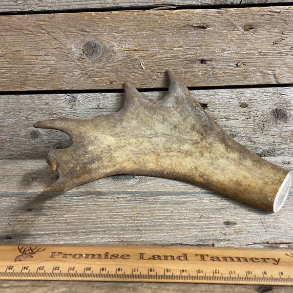 Caribou Antlers - Etsy