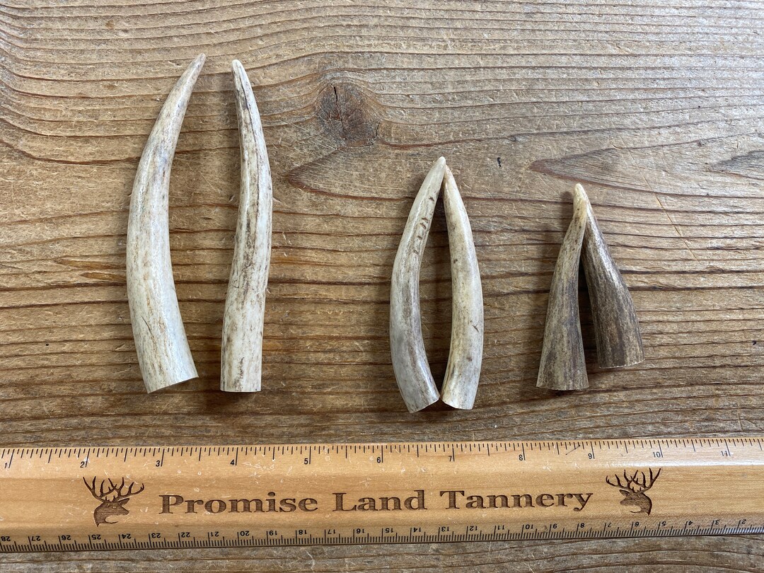 Three Pairs of Deer Antler Points Natural Deer Antlers Lot No. 220329-K ...
