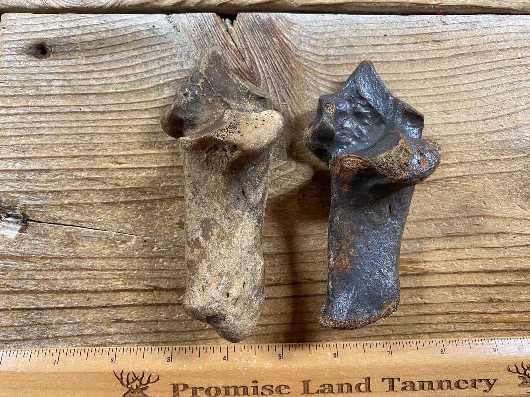Lot of 2 Fossil Bison Calcaneus Bones Nebraska Lot No. 211028-O - Etsy