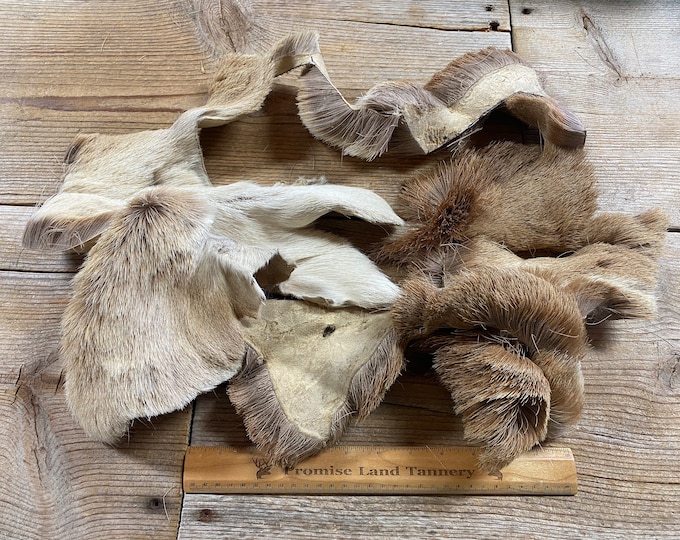 Select Pronghorn Antelope Hide Piece Lot No. 230709-MMM - Etsy