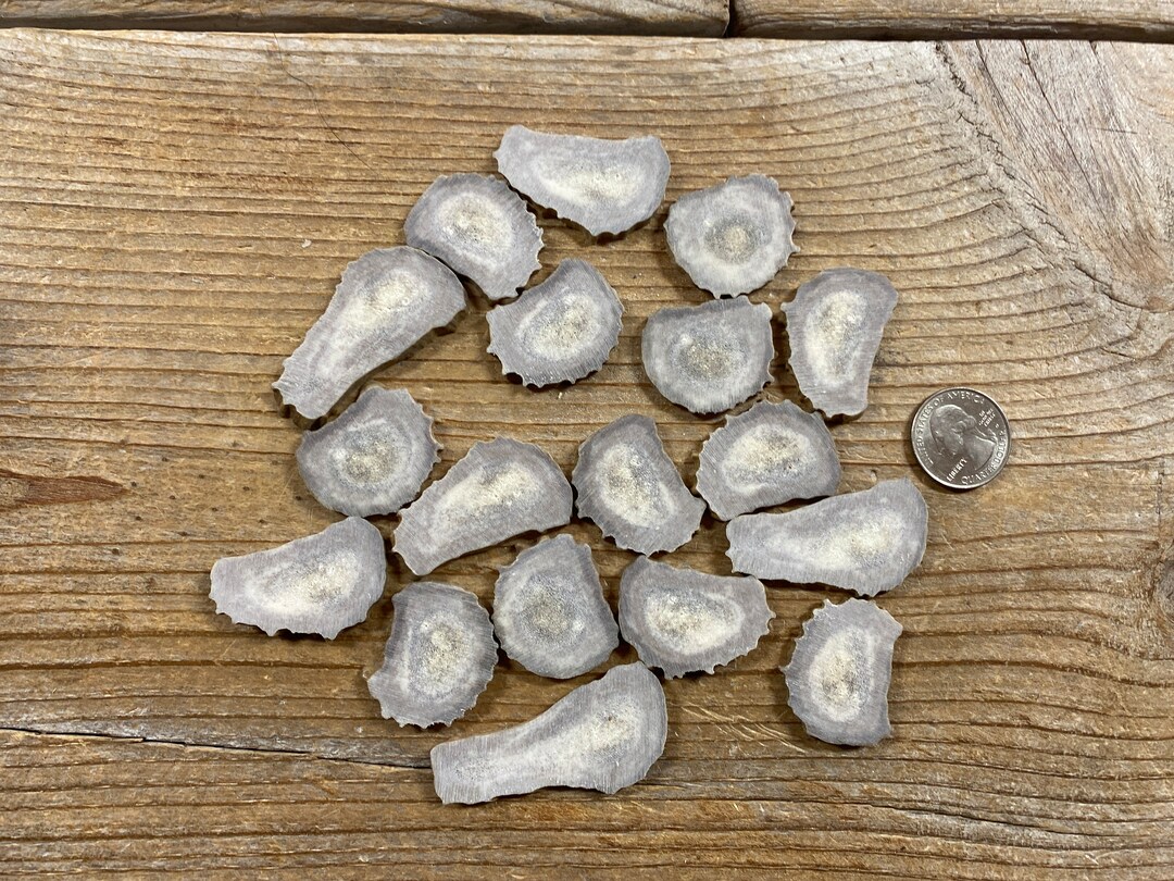Deer Antler Slices - Matching - 18 Thin Cut Pieces - Extra Large-jumbo ...