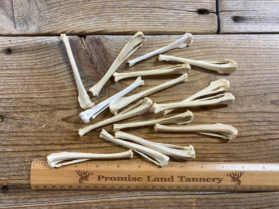 Jewelry Assortment of Rabbit Leg Bones - Tibia Bones - Lot No. 220714-S ...