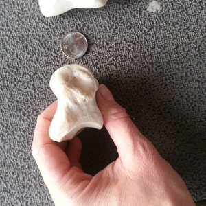 One Horse Short Pastern Bone - Leg Bone - Real Bone Stock No. HSPB - Etsy