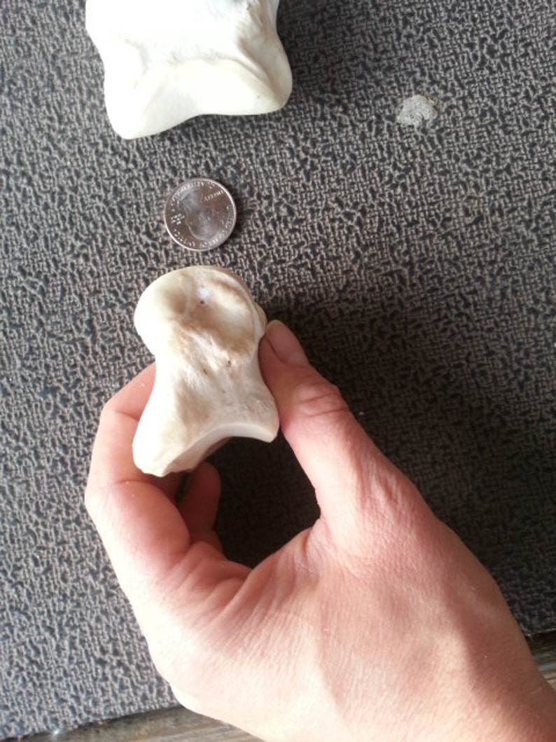 One Horse Short Pastern Bone Leg Bone Real Bone Stock No. | Etsy