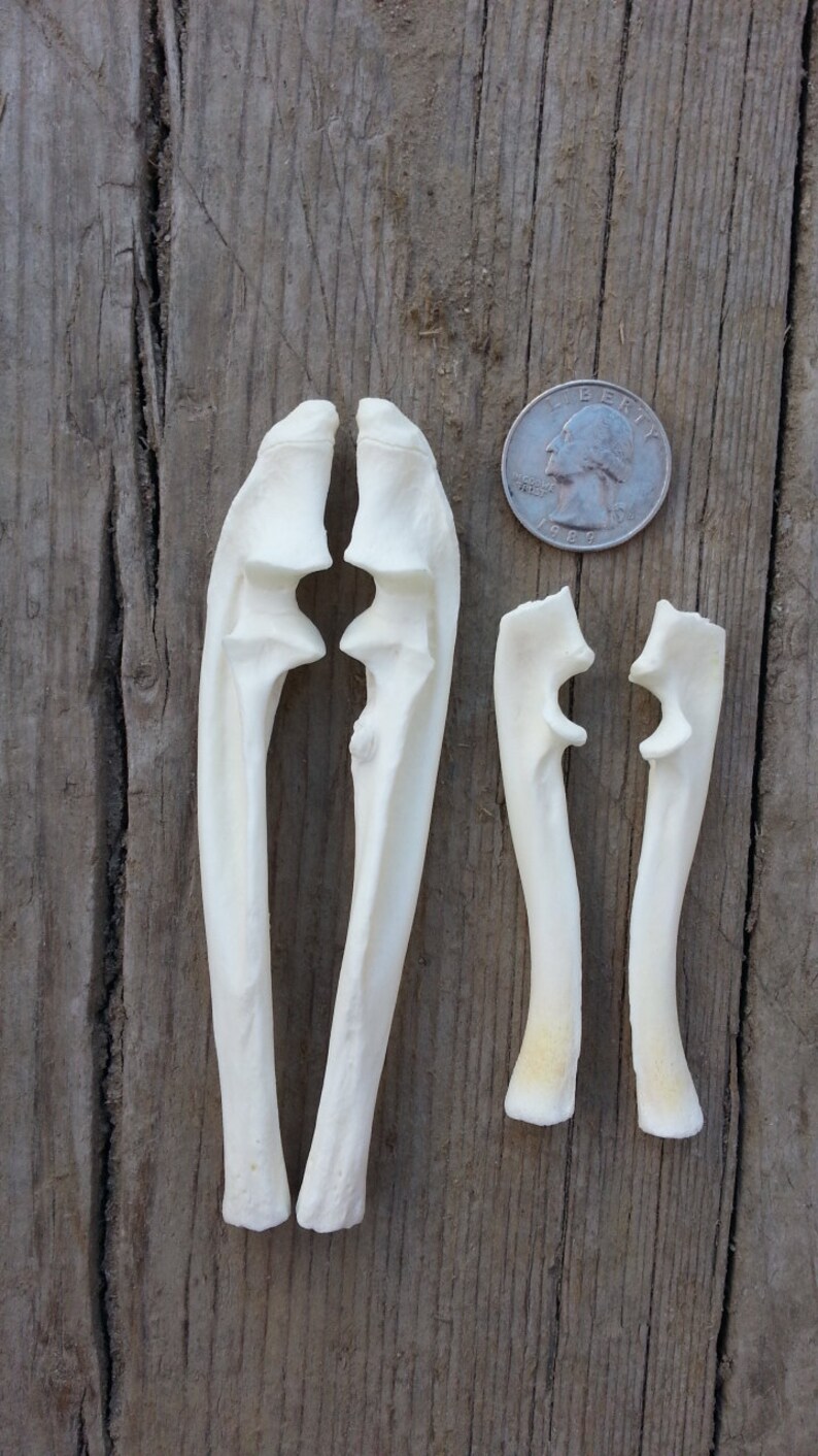 Pair of Beaver Ulnas Real Bones Stock No. 1-23 | Etsy