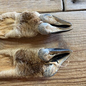 Pair of Pronghorn Antelope Hooves and Leg Skins - Craft Quality ...