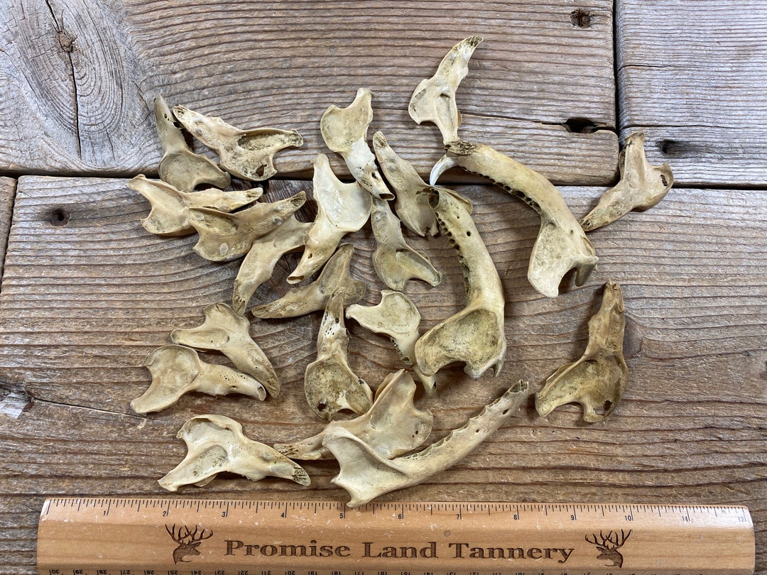 Assorted Jaw Bones - Dyed - Real Bones - Lot No. 210729-NN - Etsy