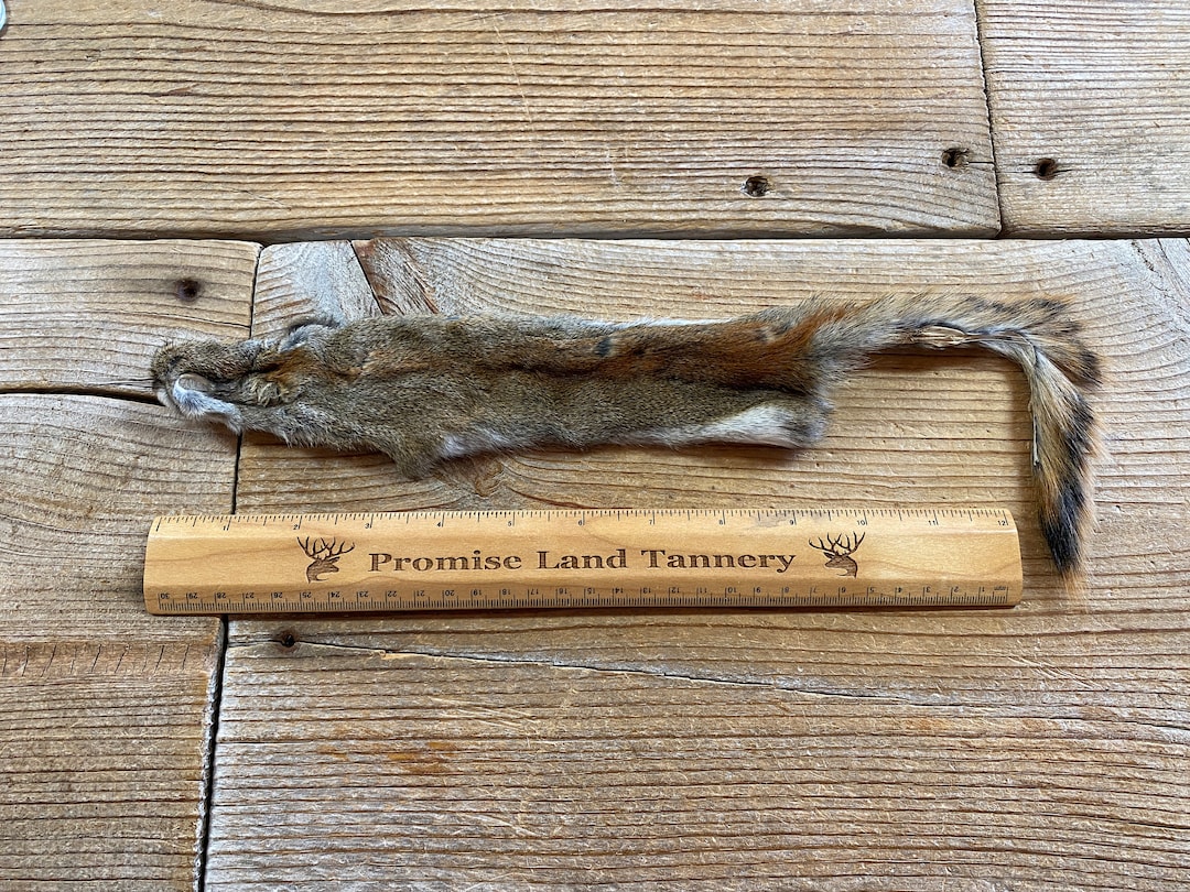 Eastern Red Squirrel Fur Pelt One Full Skin Lot No. 231008-JJJ - Etsy