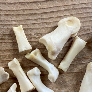 Jewelry Assortment of Toe Bones - Real Bones - Lot No. 240111-UUU - Etsy
