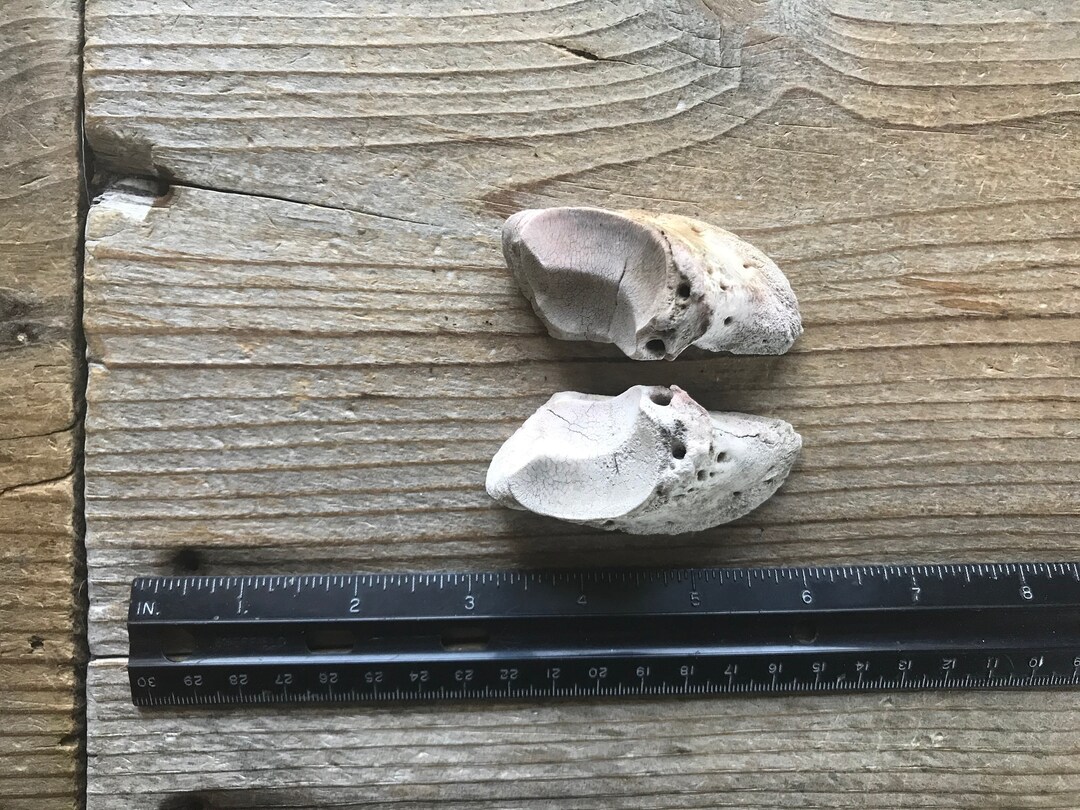 Pair of Nature Cleaned Cow Toe Bones Real Bone Lot No. 200510-OO - Etsy
